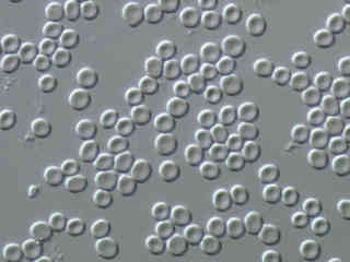 Differential Interference Contrast (DIC) | Nikon’s MicroscopyU