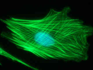 Dual Band Excitation: DAPI-FITC | Nikon’s MicroscopyU