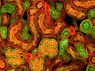 Dual Band Excitation: FITC-Texas Red | Nikon’s MicroscopyU