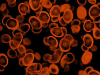 Green Excitation: Cy3 HYQ (Bandpass Emission) | Nikon’s MicroscopyU