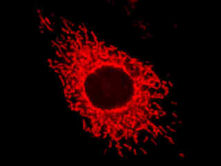 Red Excitation: Cy5 HYQ (Bandpass Emission) | Nikon’s MicroscopyU