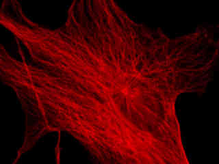 Red Excitation: Cy5 HYQ (Bandpass Emission) | Nikon’s MicroscopyU