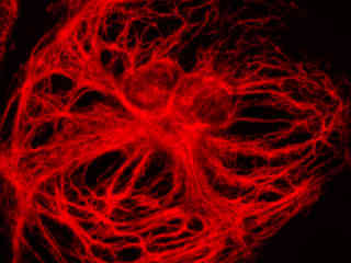 Red Excitation: Cy5 HYQ (Bandpass Emission) | Nikon’s MicroscopyU