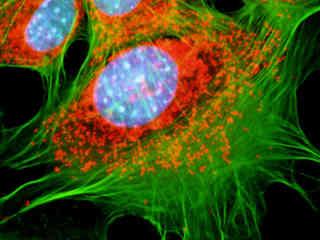 Triple Band Excitation: DAPI-FITC-Texas Red | Nikon’s MicroscopyU