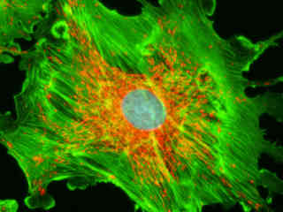 Triple Band Excitation: DAPI-FITC-Texas Red | Nikon’s MicroscopyU