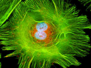 Triple Band Excitation: DAPI-FITC-Texas Red | Nikon’s MicroscopyU