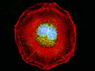 Triple Band Excitation: DAPI-FITC-Texas Red | Nikon’s MicroscopyU