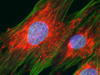 Triple Band Excitation: DAPI-FITC-Texas Red | Nikon’s MicroscopyU