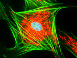 Triple Band Excitation: DAPI-FITC-Texas Red | Nikon’s MicroscopyU