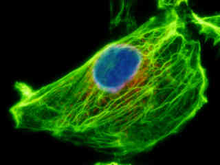 Triple Band Excitation: DAPI-FITC-Texas Red | Nikon’s MicroscopyU