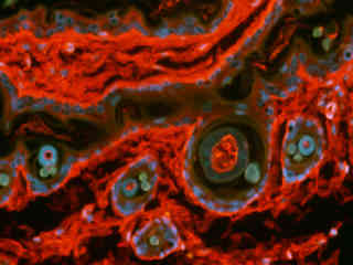 Triple Band Excitation: DAPI-FITC-Texas Red | Nikon’s MicroscopyU