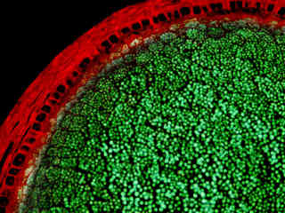 Triple Band Excitation: DAPI-FITC-Texas Red | Nikon’s MicroscopyU