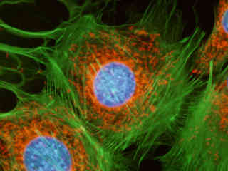 Triple Band Excitation: DAPI-FITC-TRITC | Nikon’s MicroscopyU