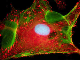 Triple Band Excitation: DAPI-FITC-TRITC | Nikon’s MicroscopyU