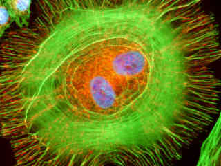 Triple Band Excitation: DAPI-FITC-TRITC | Nikon’s MicroscopyU