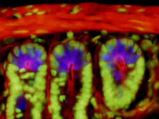 Triple Band Excitation: DAPI-FITC-TRITC | Nikon’s MicroscopyU