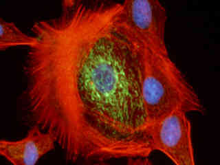 Triple Band Excitation: DAPI-FITC-TRITC | Nikon’s MicroscopyU