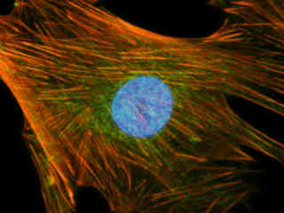 Triple Band Excitation: DAPI-FITC-TRITC | MicroscopyU
