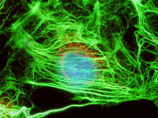 Triple Band Excitation: DAPI-FITC-TRITC | MicroscopyU