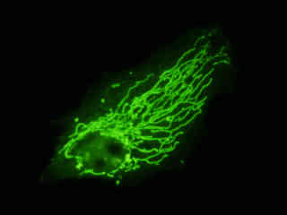 Enhanced Yellow Fluorescent Protein (EYFP) Mitochondria Localization ...