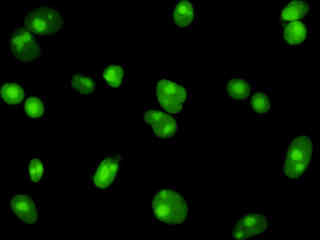 Enhanced Yellow Fluorescent Protein (EYFP) Nuclear Localization | Nikon ...