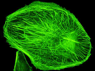 Yellow Fluorescent Protein Excitation: YFP HYQ | Nikon’s MicroscopyU