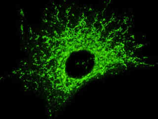 Yellow Fluorescent Protein Excitation: YFP HYQ | Nikon’s MicroscopyU