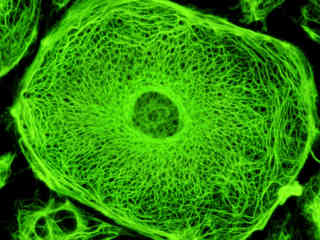 Yellow Fluorescent Protein Excitation: YFP HYQ | Nikon’s MicroscopyU