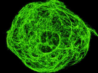 Yellow Fluorescent Protein Excitation: YFP HYQ | Nikon’s MicroscopyU