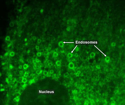 Opossum Kidney Cells Expressing EGFP-Endosomes | Nikon’s MicroscopyU