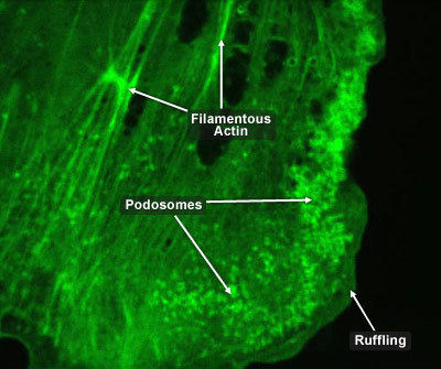 Actin Dynamics in Epithelial Cells | Nikon’s MicroscopyU