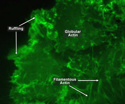 Observing EYFP-Actin in Opossum Kidney Cells | Nikon’s MicroscopyU