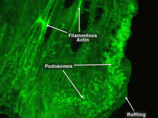 Swept Field Confocal Microscopy Video Gallery | Nikon’s MicroscopyU