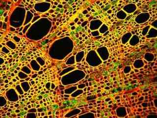 Confocal Microscopy | Nikon’s MicroscopyU