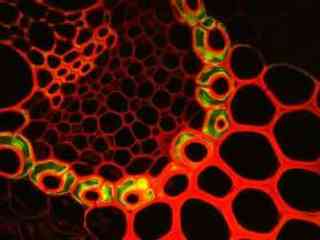 Confocal Microscopy | Nikon’s MicroscopyU
