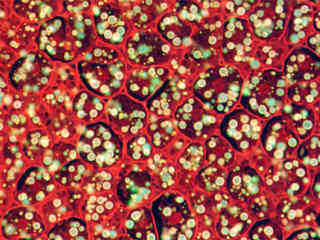 Digital Eclipse Image Gallery | Nikon’s MicroscopyU