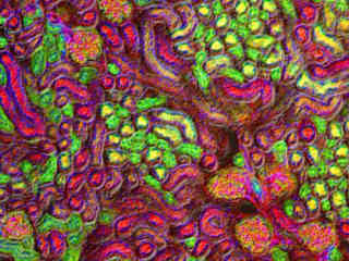 Digital Eclipse Image Gallery | Nikon’s MicroscopyU