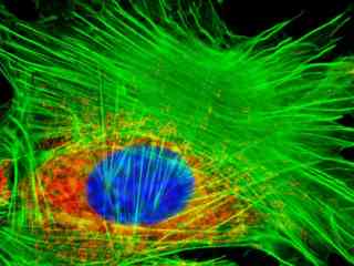 Animal and Human Cells in Culture | Nikon’s MicroscopyU