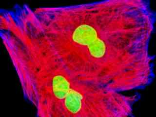 Animal and Human Cells in Culture | Nikon’s MicroscopyU