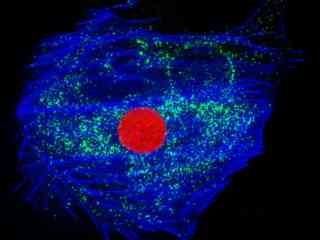 Animal and Human Cells in Culture | Nikon’s MicroscopyU