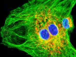 Animal and Human Cells in Culture | Nikon’s MicroscopyU