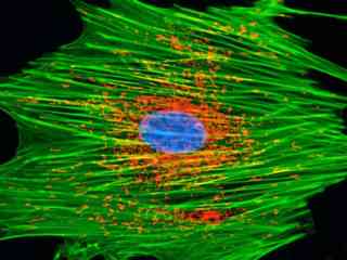 Animal and Human Cells in Culture | Nikon’s MicroscopyU