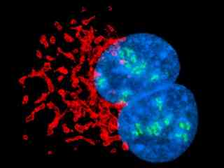 Animal and Human Cells in Culture | Nikon’s MicroscopyU