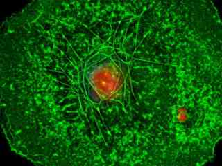 Animal and Human Cells in Culture | Nikon’s MicroscopyU