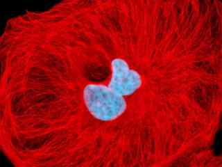 Animal and Human Cells in Culture | Nikon’s MicroscopyU