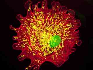 Animal and Human Cells in Culture | Nikon’s MicroscopyU