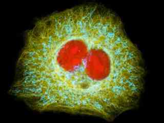 Animal and Human Cells in Culture | Nikon’s MicroscopyU