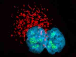 Animal and Human Cells in Culture | Nikon’s MicroscopyU