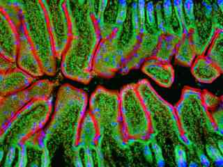 Fluorescence Microscopy | Nikon’s MicroscopyU