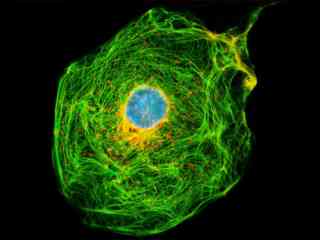 Animal and Human Cells in Culture | Nikon’s MicroscopyU